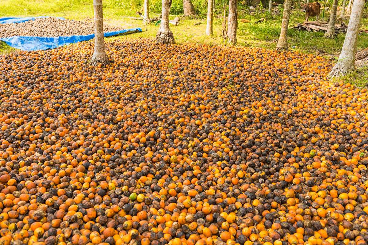 Betel Nut from Indonesia: Top Suppliers & Manufacturers - Indonesian ...